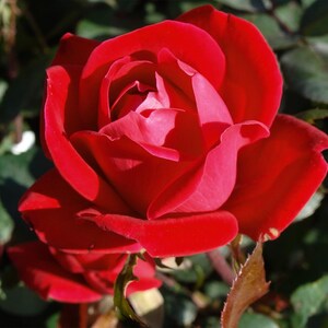 30 Seeds | Cherry Red Double Knockout Rose Seeds - Hardy Perennial ...