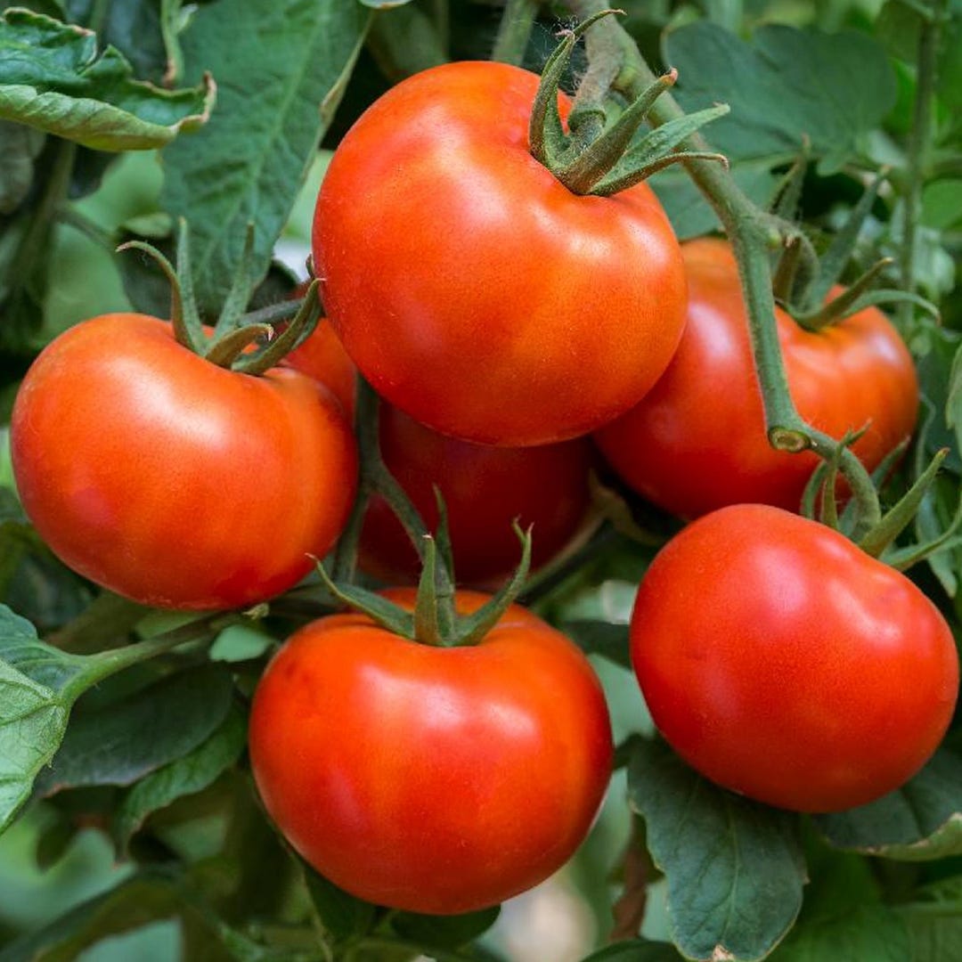 Wisconsin 55 Tomato Seeds – Heirloom, Cold-hardy, Mid-season Slicer ...