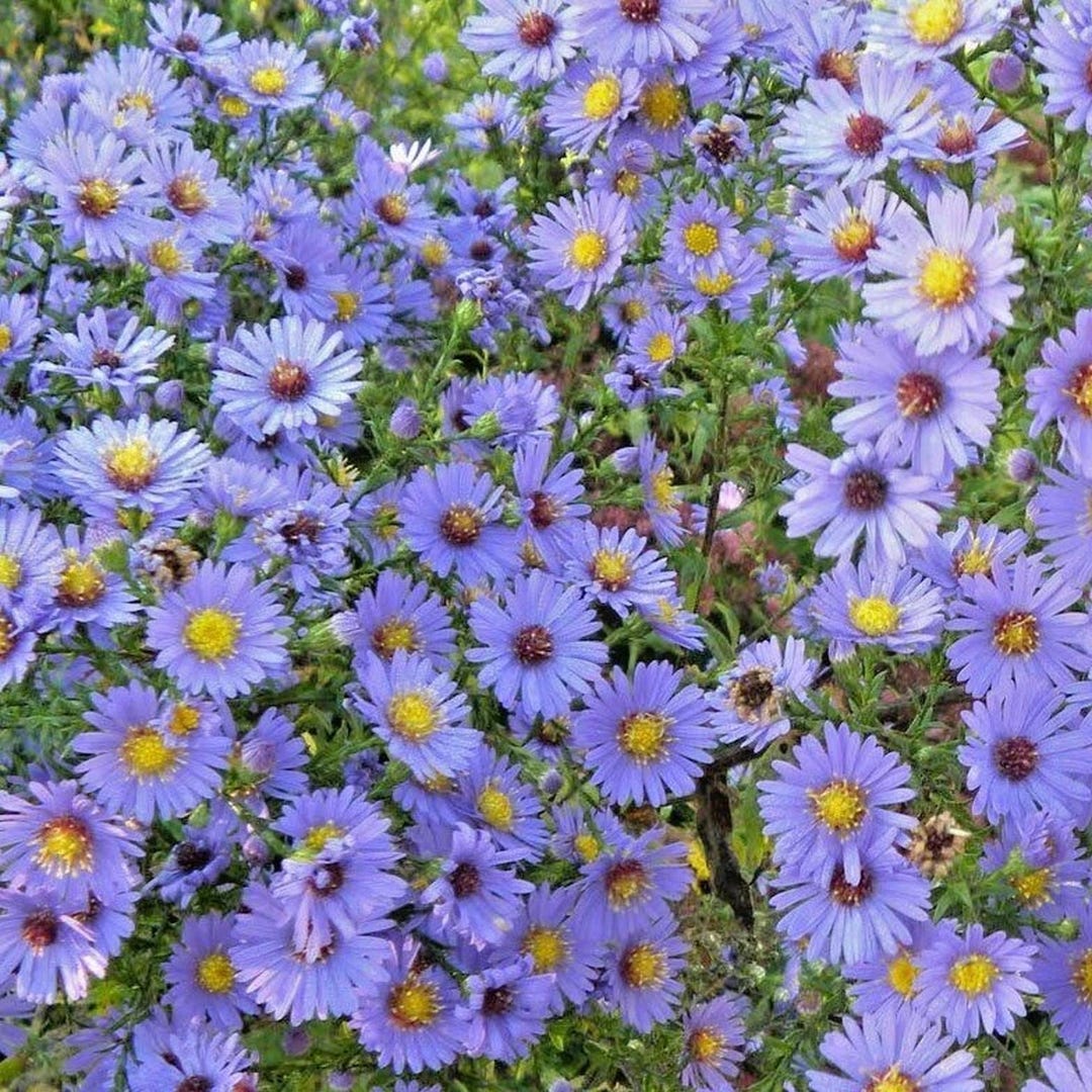 250 Sky Blue Aster Seeds – Symphyotrichum Laeve, Native Wildflower With ...