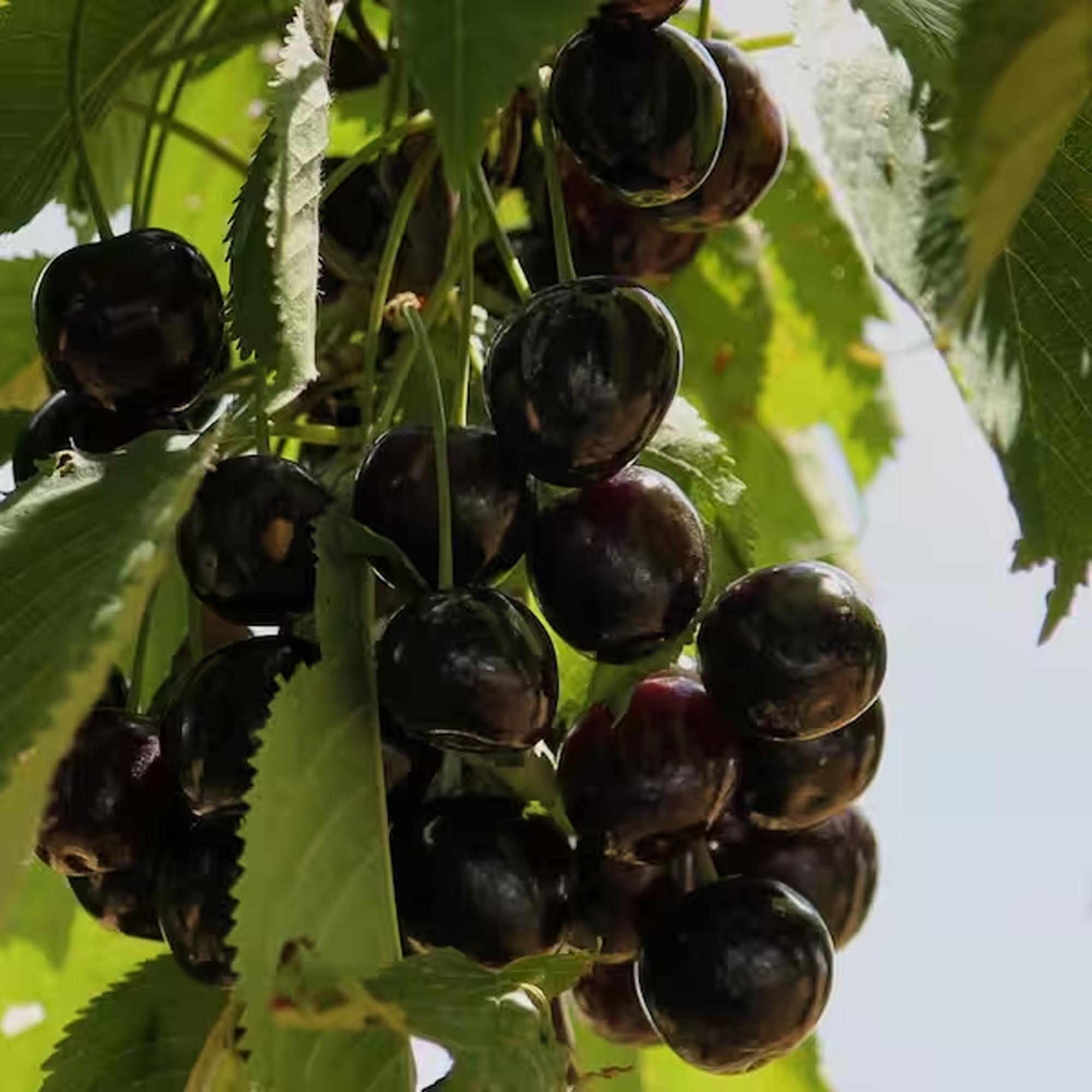 50+ Black Cherry Seeds | Sweet Dark Cherry Tree With Juicy Deep Purple ...