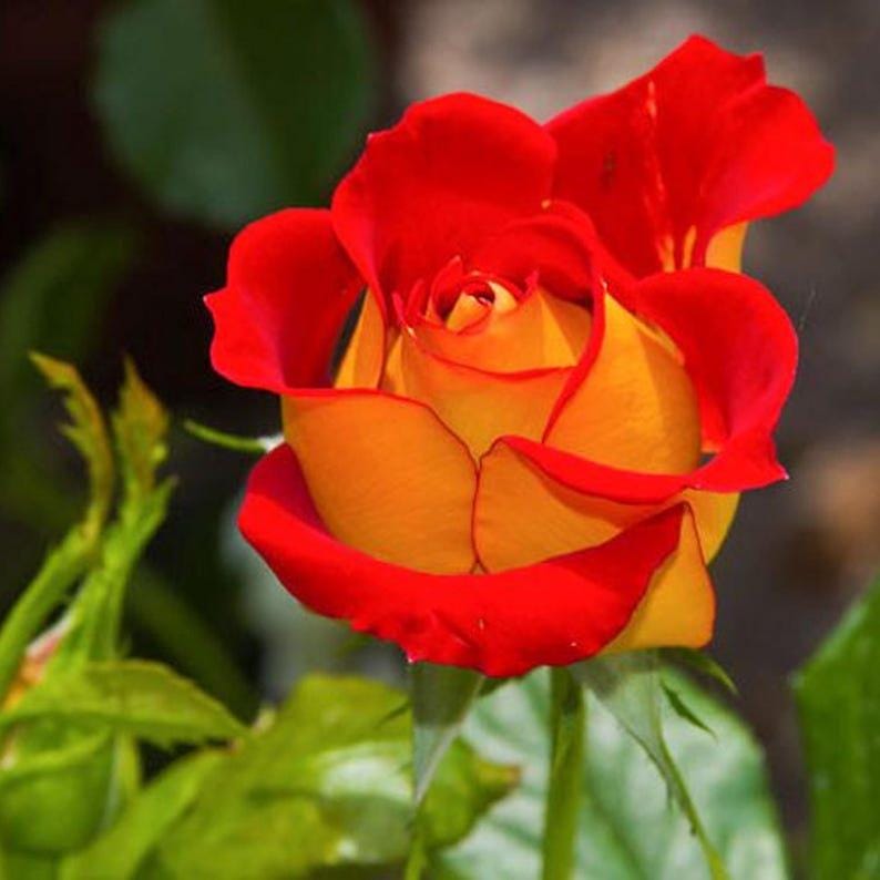 30 Seeds| Ketchup & Mustard Rose Bush Seeds, Red and Yellow Bicolor ...