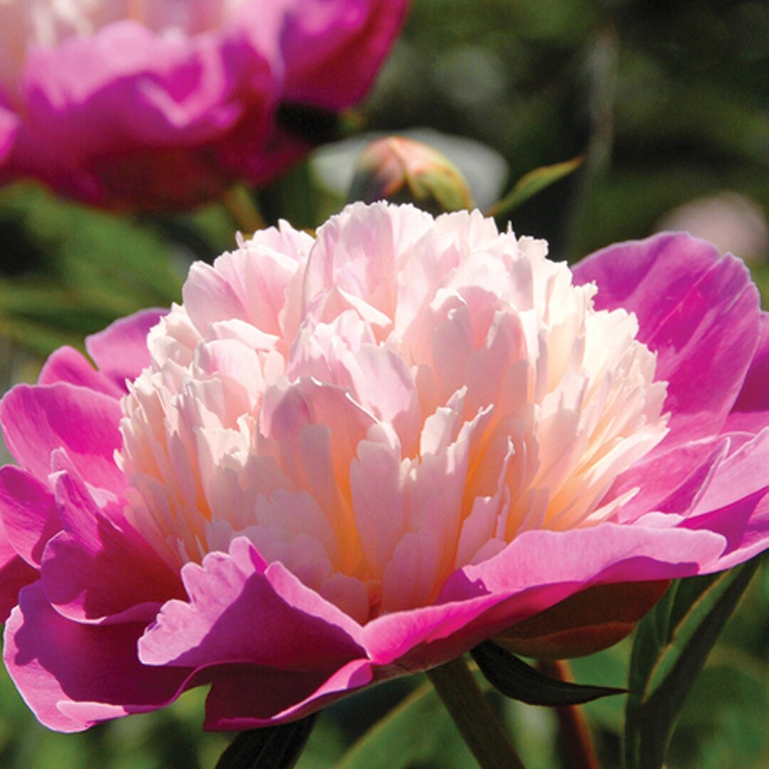 10+ Rare Seeds | Gay Paree Peony – Bi-color Pink & White Blooms ...