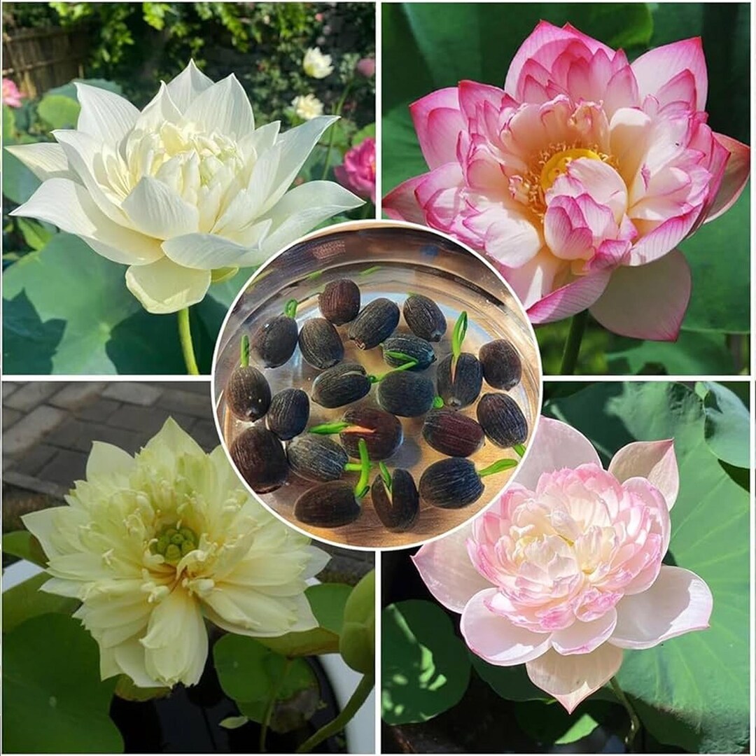 5+ Special Seeds Mix Lotus Seeds – Indian Lotus (nelumbo Nucifera ...