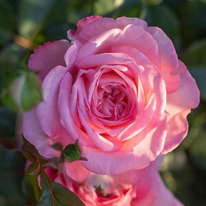 30 Savannah Hybrid Tea Rose Seeds, Fragrant Peach Pink Rose Bush ...