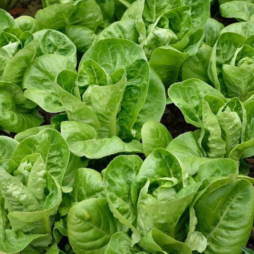 1000 Little Gem Lettuce Seeds – Mini Romaine Variety – Crisp Sweet ...