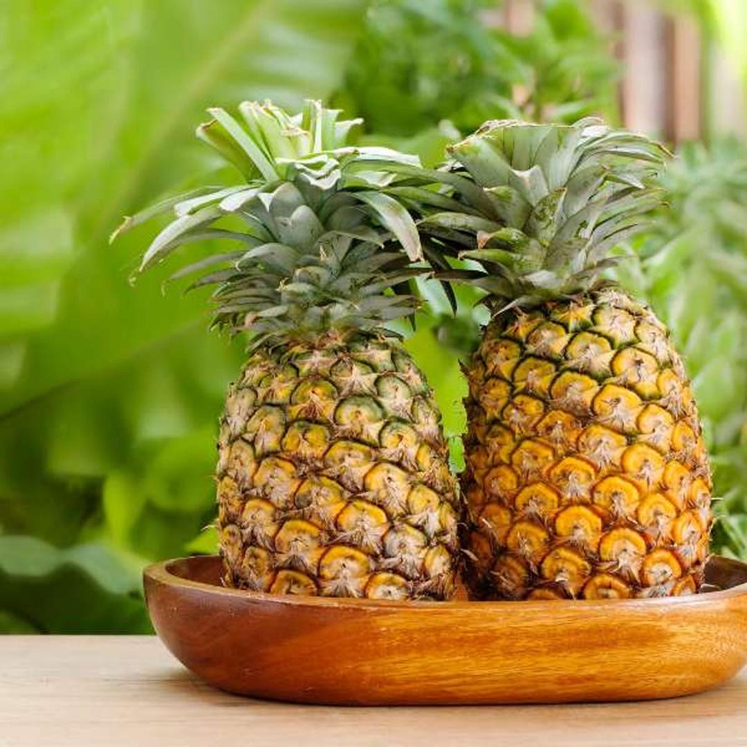 15+ Queen Pineapple Seeds | Sweet Golden Tropical Fruit Plant, Compact ...