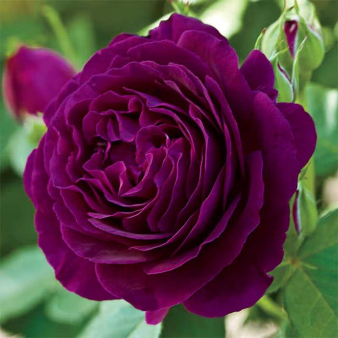 30 Seeds| Twilight Rose Seeds, Rare Purple Pink Rose Seeds for Garden ...