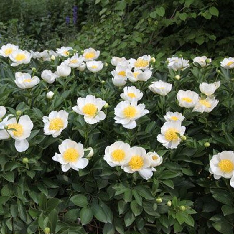 10+ Rare Seeds | Joker Peony – Two-tone Pink & White Blooms, Fragrant ...