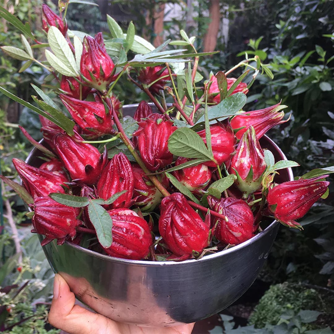 50 Roselle Seeds | Hibiscus Sabdariffa – Tart Red Calyx for Tea & Syrup ...