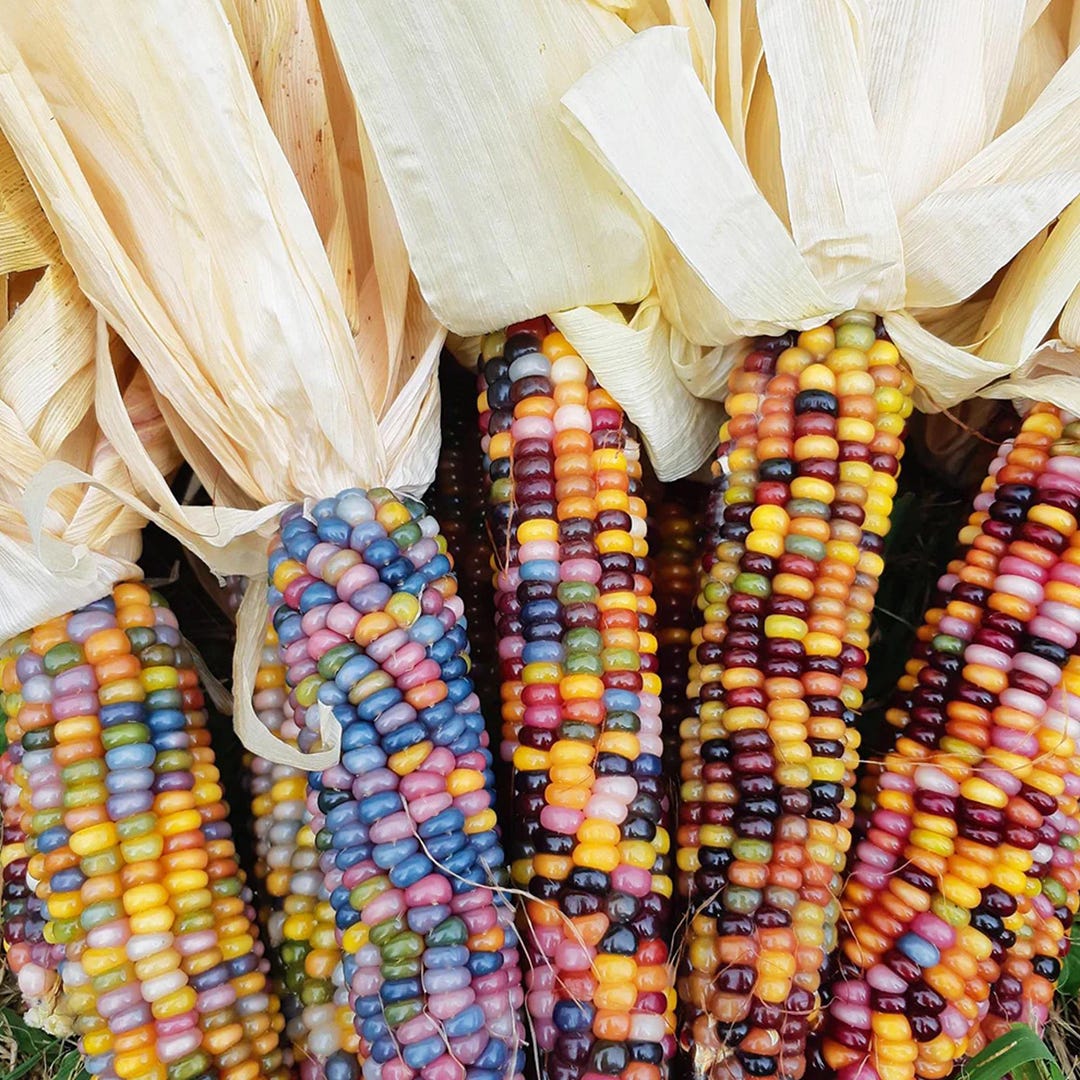 75+ Seeds | Glass Gem Indian Corn – Vibrant Multicolor Heirloom Corn ...