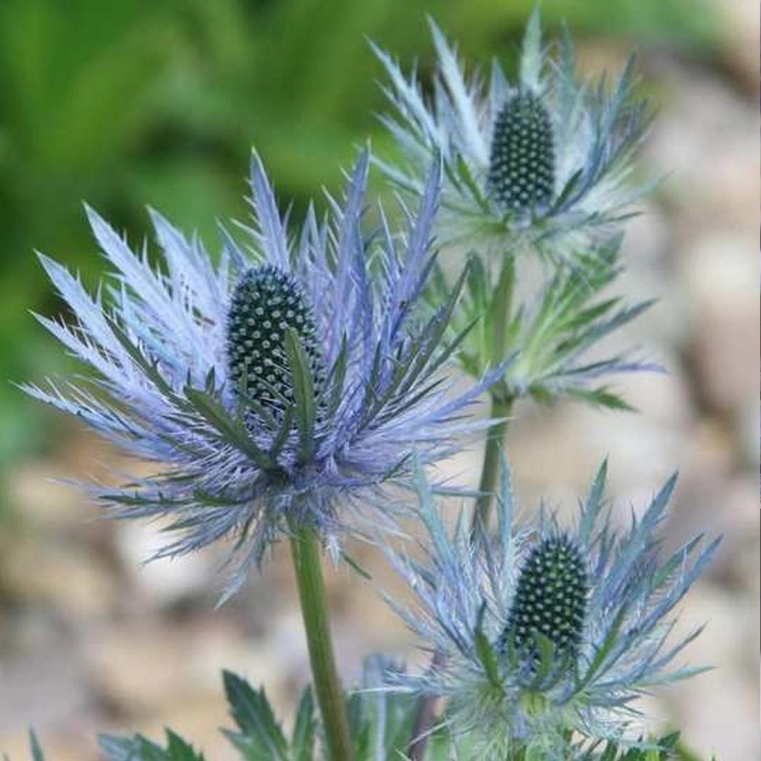 25 Blue Star Seeds | Amsonia Tabernaemontana – Hardy Native Perennial ...