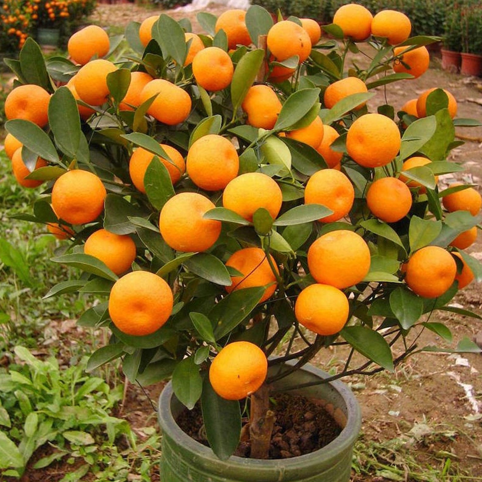 25 Seeds – Orange Tree Bonsai – Mini Citrus Tree – Indoor & Outdoor ...