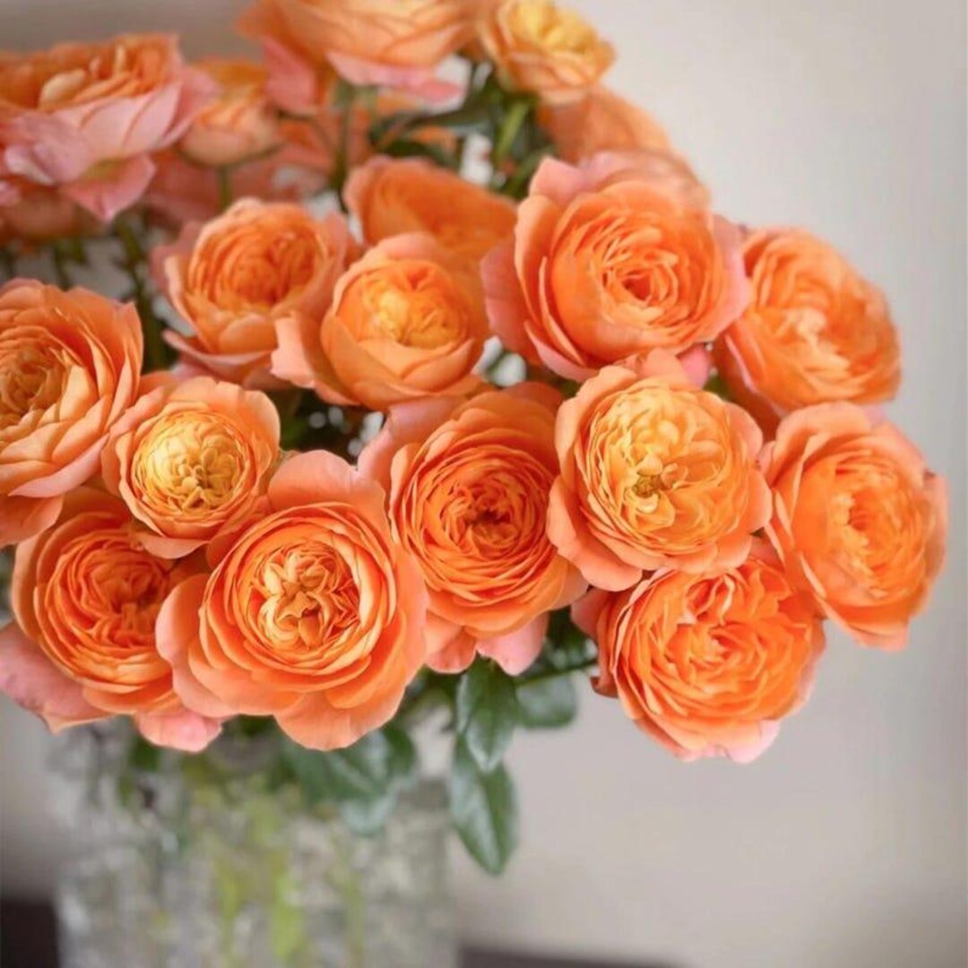 30+ Juicy Terrazza Rose Seeds, Bright Coral Miniature Rose, Fragrant ...