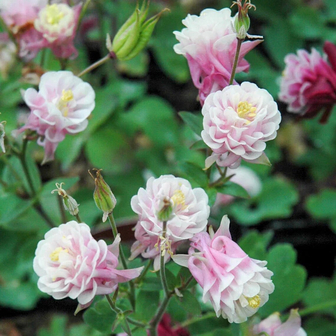 50 Double Rose Columbine Seeds | Aquilegia Perennial, Elegant Pink-red ...