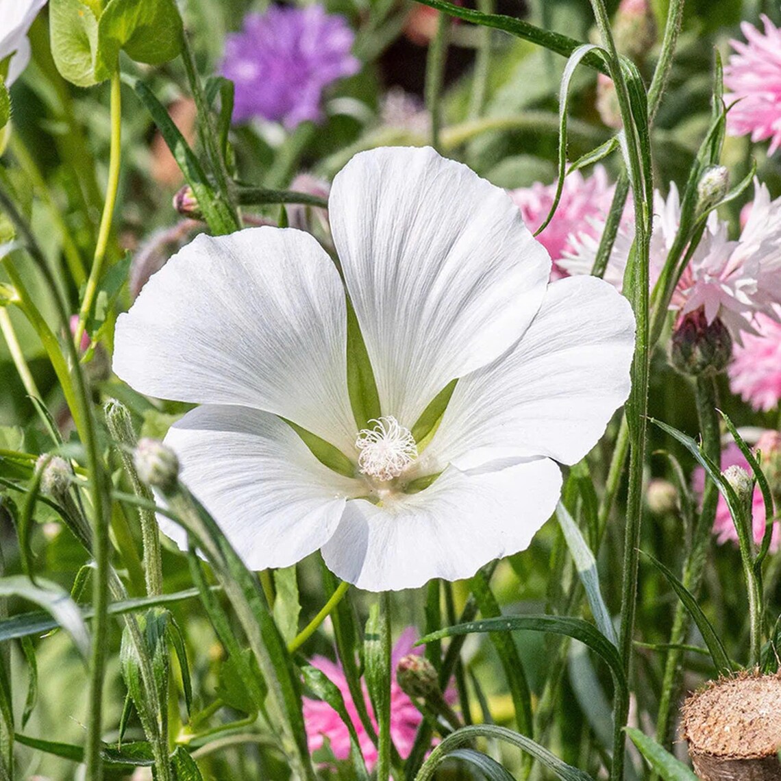 Malope Trifida Seeds – Dwarf Rose Mallow – Pink Magenta Annual Flowers ...