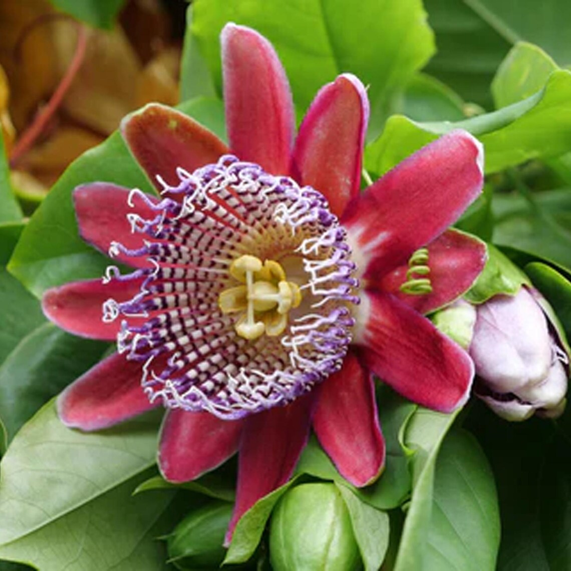10 Giant Granadilla Seeds | Special Tropical Passionfruit Vine With ...