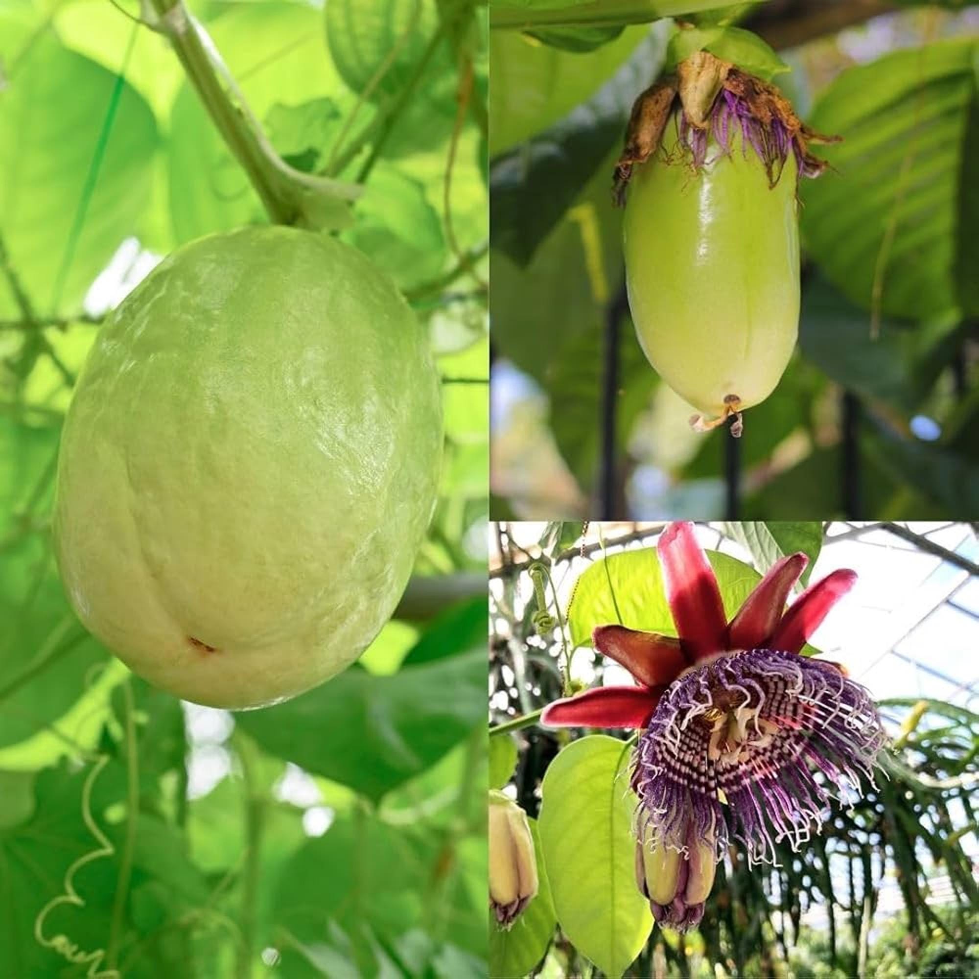 10 Giant Granadilla Seeds | Special Tropical Passionfruit Vine With ...