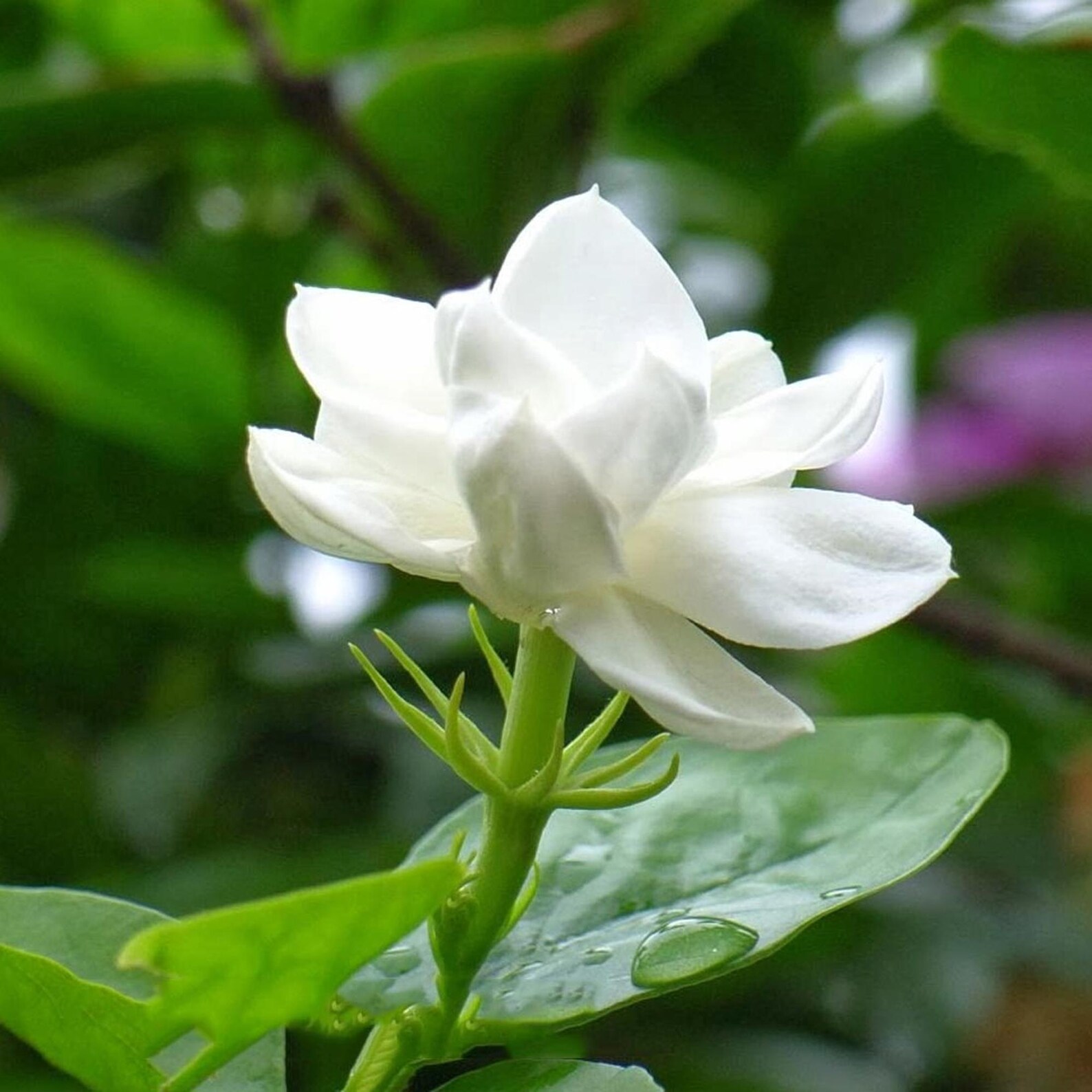 12 Jasmine Fragrant Seeds | Exotic Highly Scented Climbing Vine ...