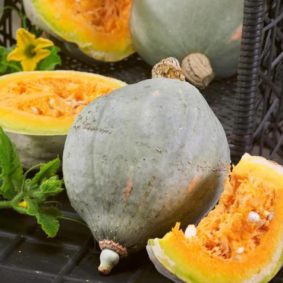 10 Seeds | Pale Green Patty Pan Summer Squash – Tender Scallop Shape ...