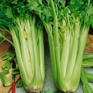 1000+ Seeds – Tall Celery – Heirloom Vegetable – Crisp Stalks – High Yield – Cool Season Crop ...