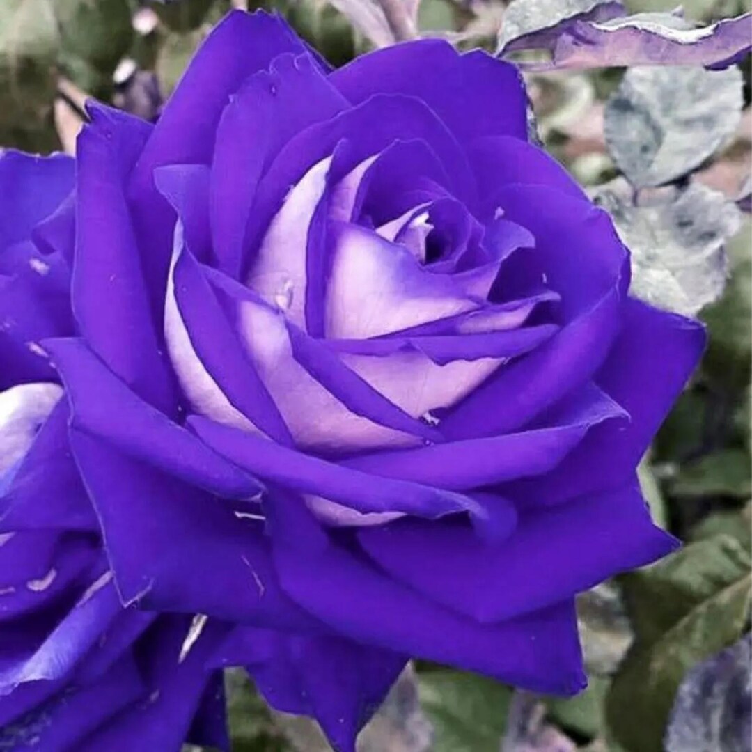 30 Rare Seeds | Purple Haze Rose Seeds – Fragrant Lavender Blooms ...