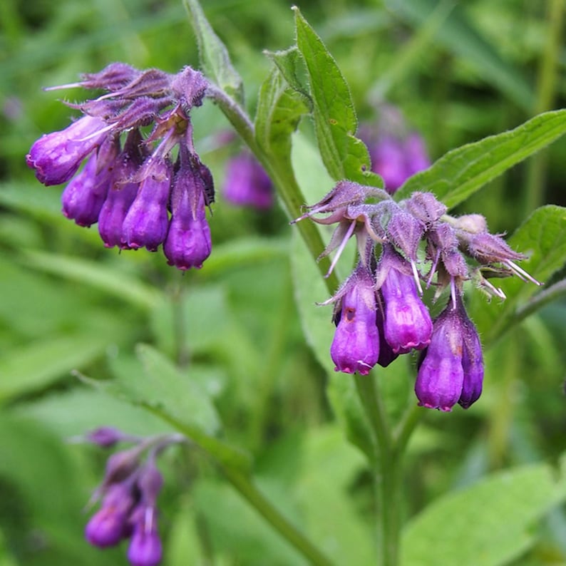 80+ Comfrey Seeds Symphytum Officinale Heirloom Medicinal Herb Garden ...