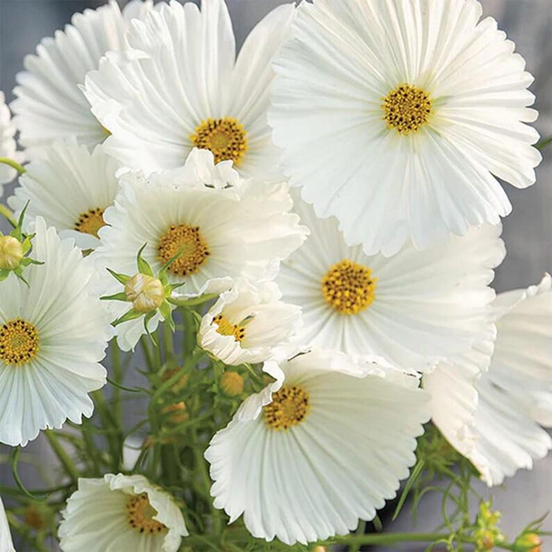 50+ Seeds| Cosmos Cupcake White Flower Seeds, Frilly Petal Blooms ...