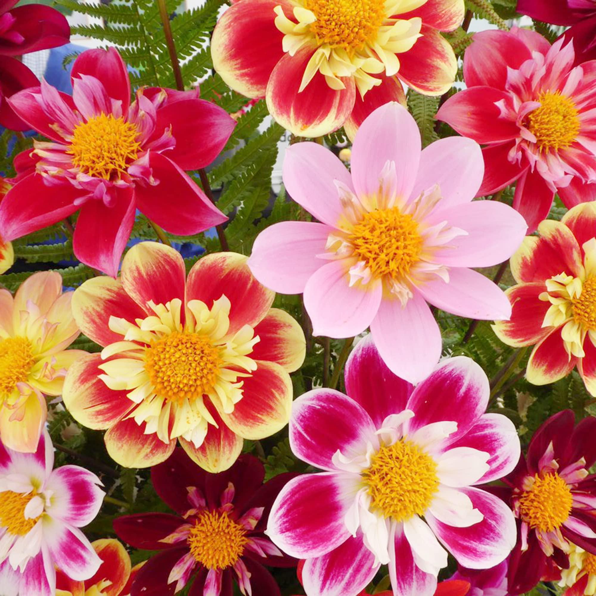 40+ Seeds | Mixed Collarette Dahlia Seeds - Perennial Blooms - Unique ...