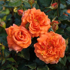 30 ORANGE CLIMBING ROSE Seeds, Climber Fragrant, Multicolor Climbing ...