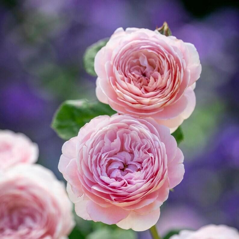 30 Seeds| Queen of Sweden English Rose Seeds, Soft Pink Fragrant Blooms ...