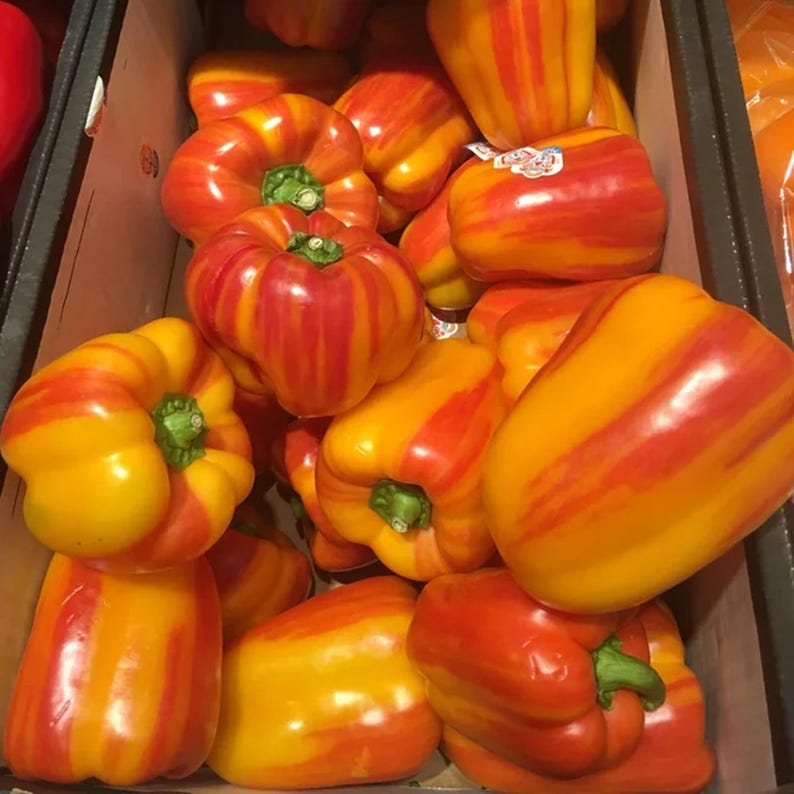 10 Aloha Rainbow Sunset Bell Pepper Seeds – Sweet Multicolor Striped ...