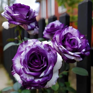 20 Rare Purple and White Twin Rose Seeds – Unique Bi-color Blooms With ...