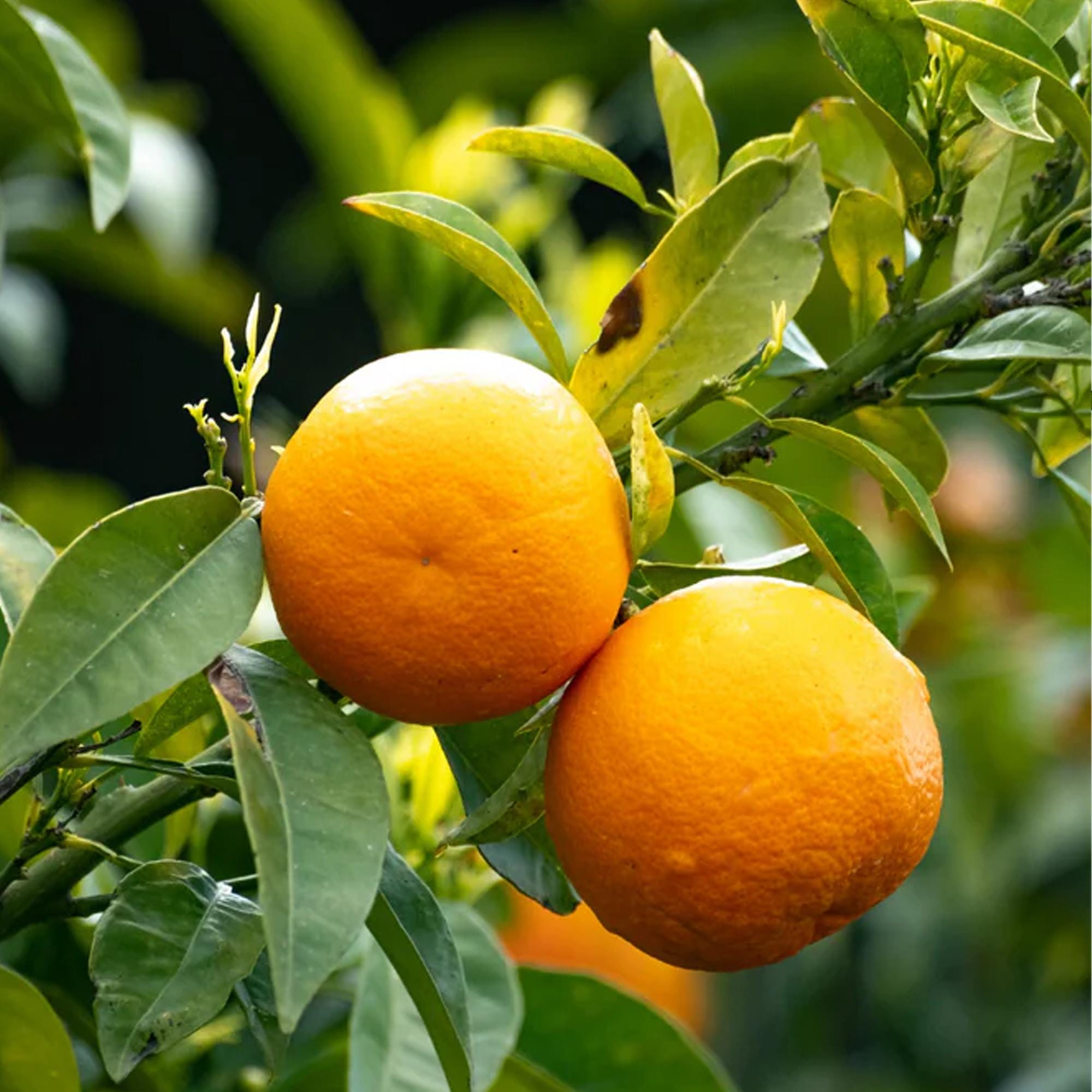 25 Seeds – Orange Tree Bonsai – Mini Citrus Tree – Indoor & Outdoor ...