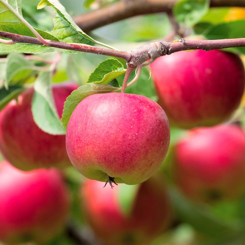25+ Rosette Apple Seeds | Crisp Sweet Red-fleshed Heirloom Apple Tree ...