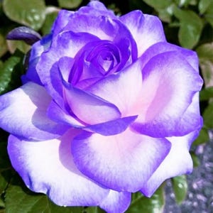 30 Rare Seeds | Purple Haze Rose Seeds – Fragrant Lavender Blooms ...