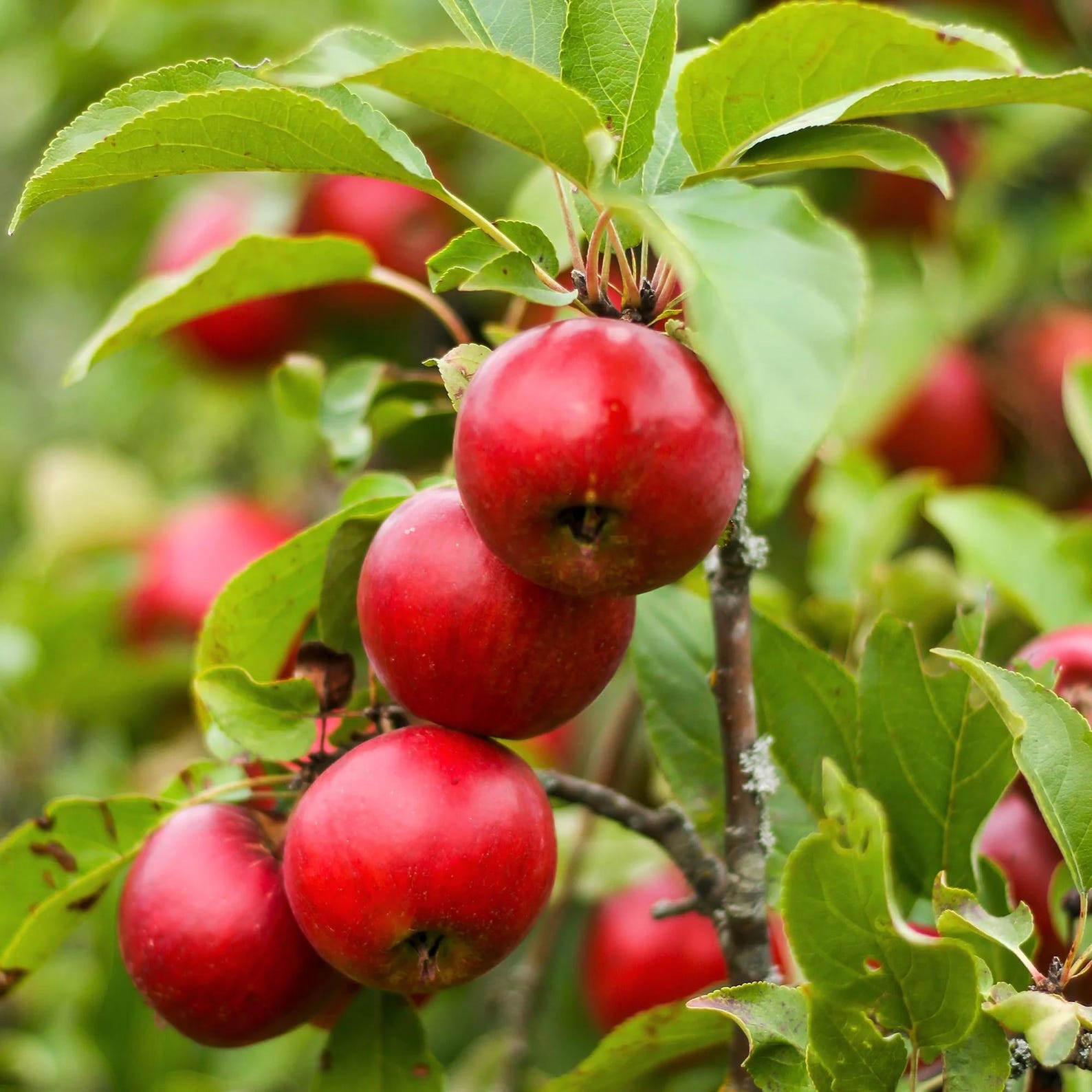 25+ Rosette Apple Seeds | Crisp Sweet Red-fleshed Heirloom Apple Tree ...
