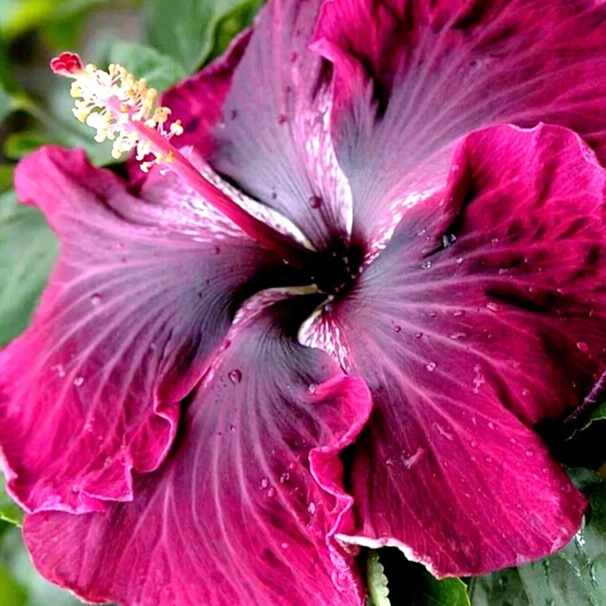 30 Multicolor Hibiscus Seeds – Tropical Flower Mix With Bold, Vibrant ...