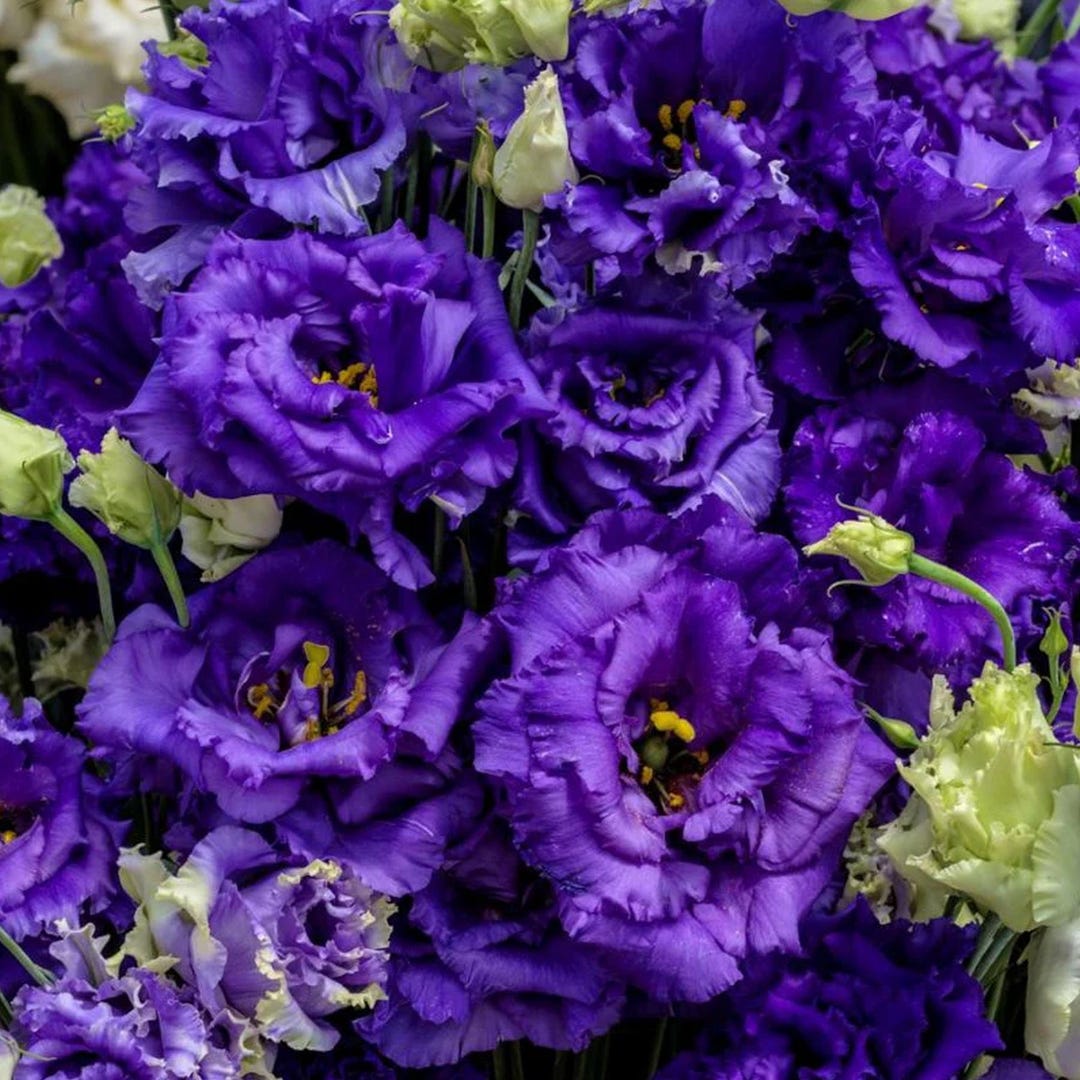Ethos Blue Lisianthus Seeds – Stunning Blue Blooms – Long-lasting Cut ...