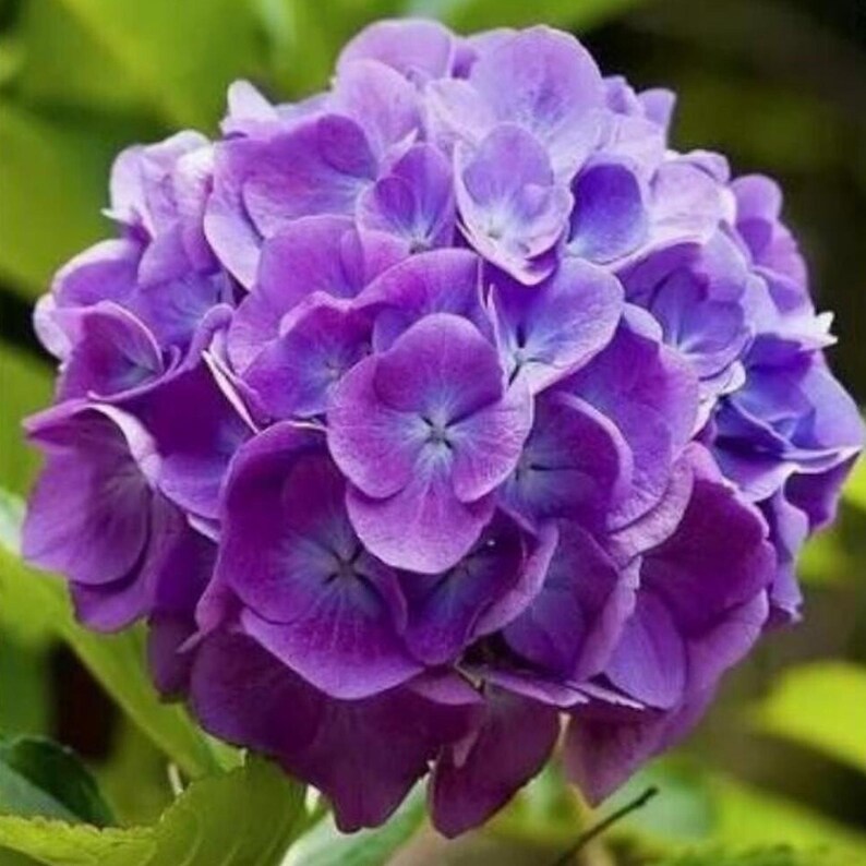 20 Rare Hydrangea Flower Seeds – Stunning Blooming Shrubs for Garden ...