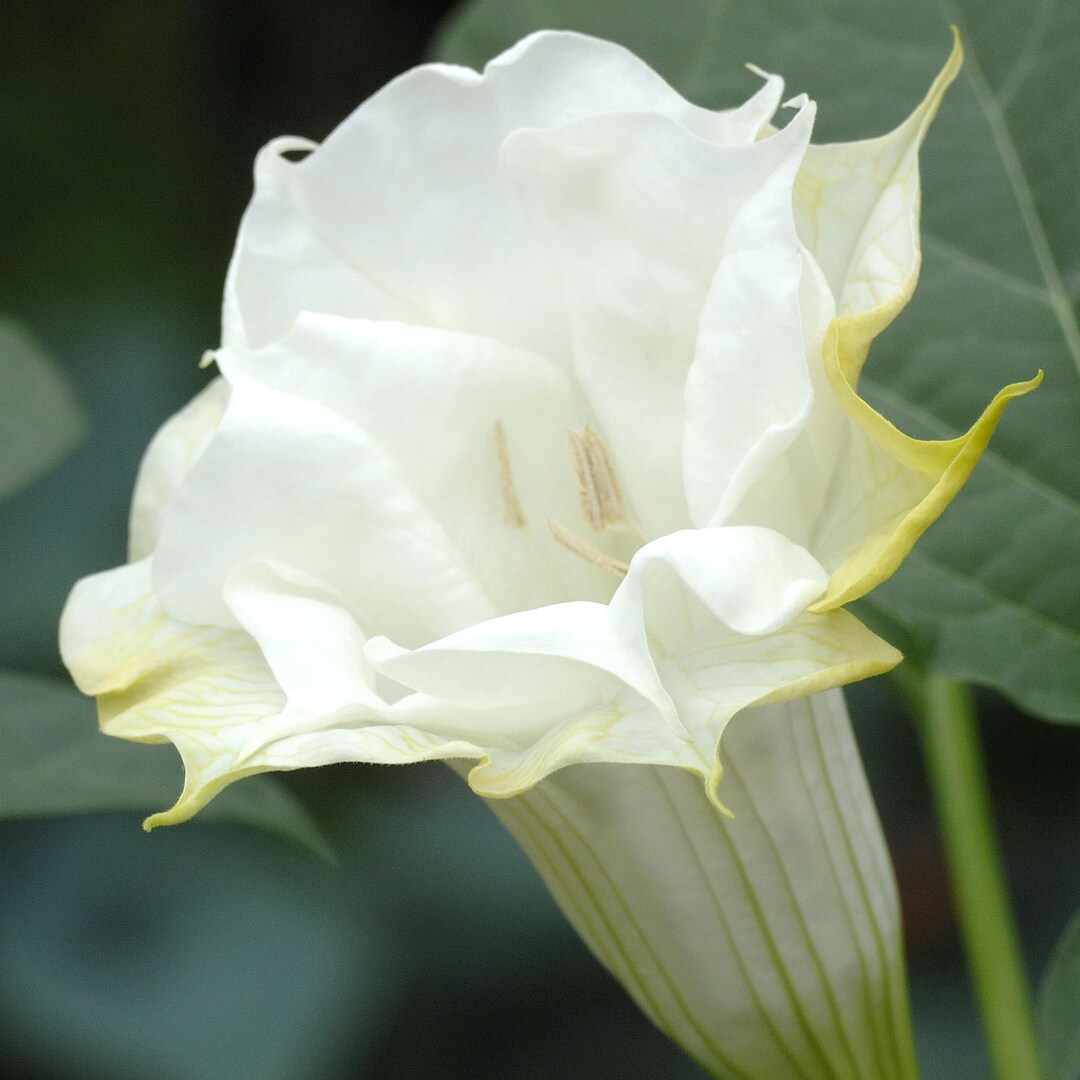 25+ Seeds | White Angel’s Trumpet Datura Seeds, Fragrant Night Blooms ...