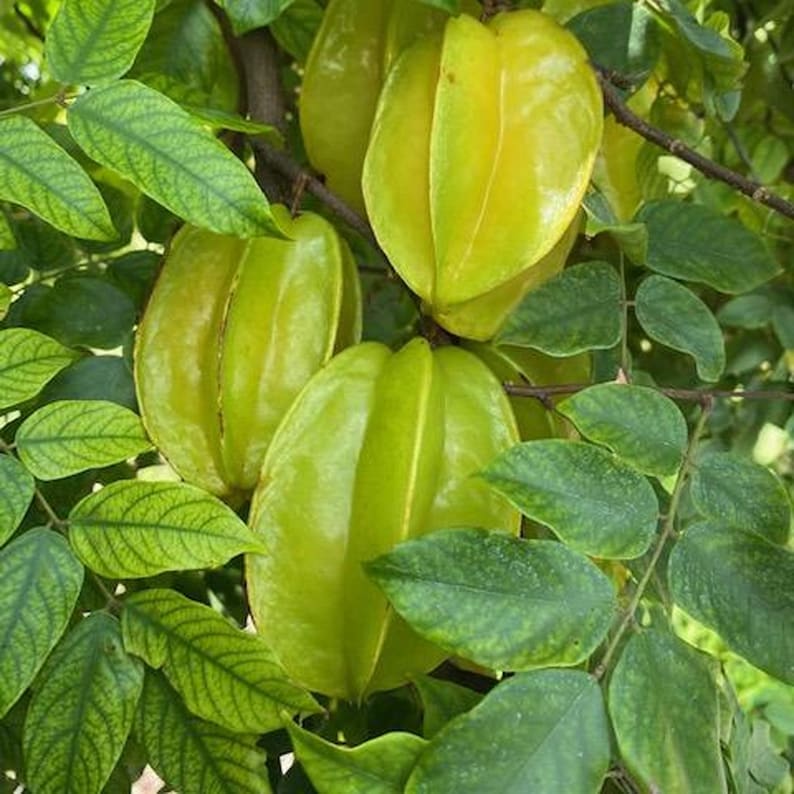 20 Star Fruit Seeds – Exotic Carambola Tree With Unique Star-shaped ...