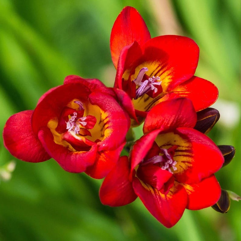 60 Bulbs | Freesia Doubles Mix, Fragrant Double Bloom Spring Flowers ...