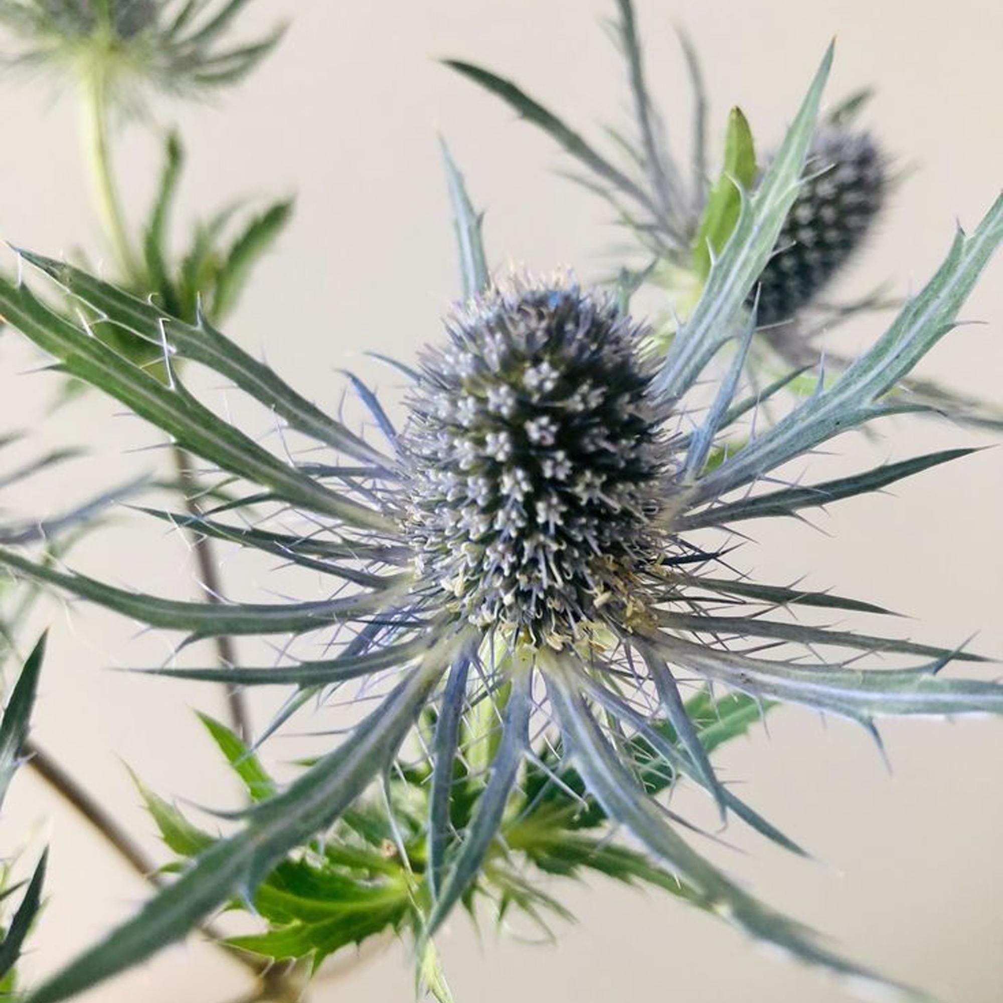 25 Blue Star Seeds | Amsonia Tabernaemontana – Hardy Native Perennial ...