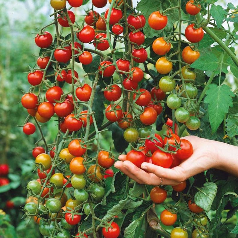 100 Waterfall Tomato Seeds – Small Red Cherry Variety, High-yield ...