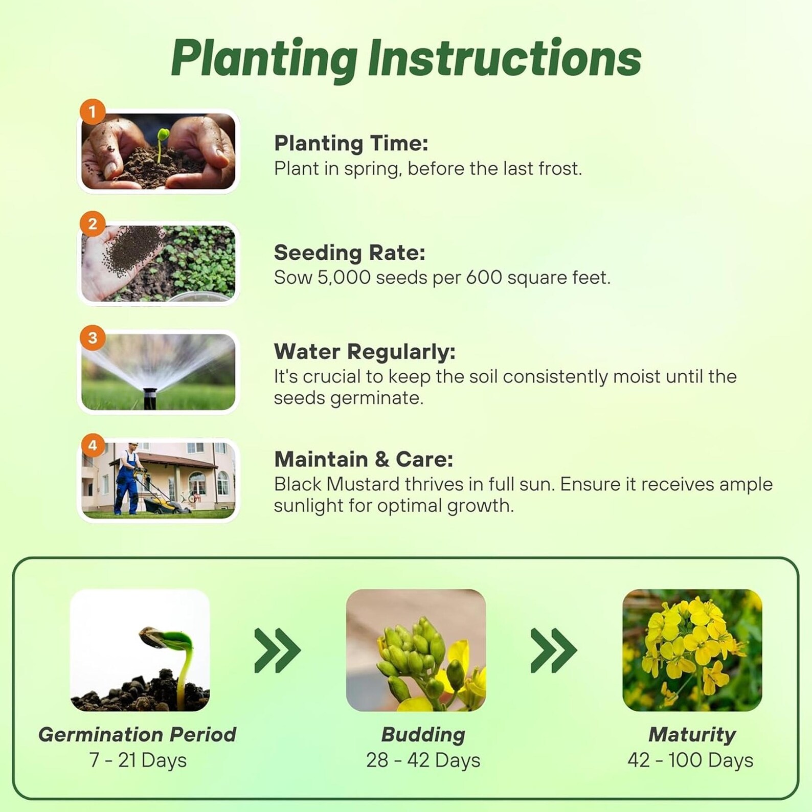 2000+ Seeds | Mustard Spring Microgreens – Fast-growing, Nutrient-rich ...