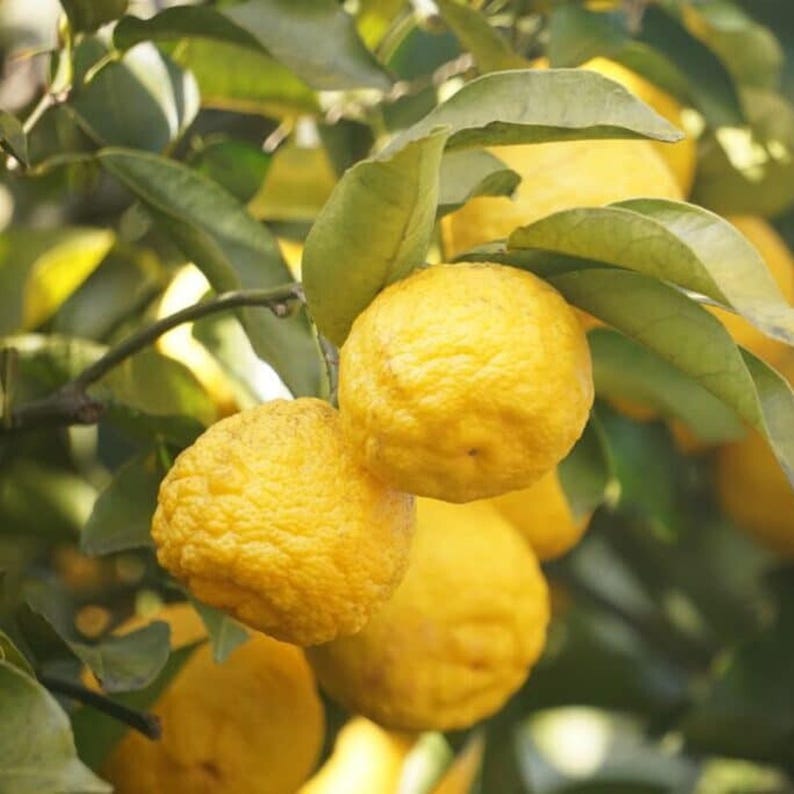 30 Fresh Yuzu Citrus Seeds | Special Japanese Lemon-lime Hybrid ...