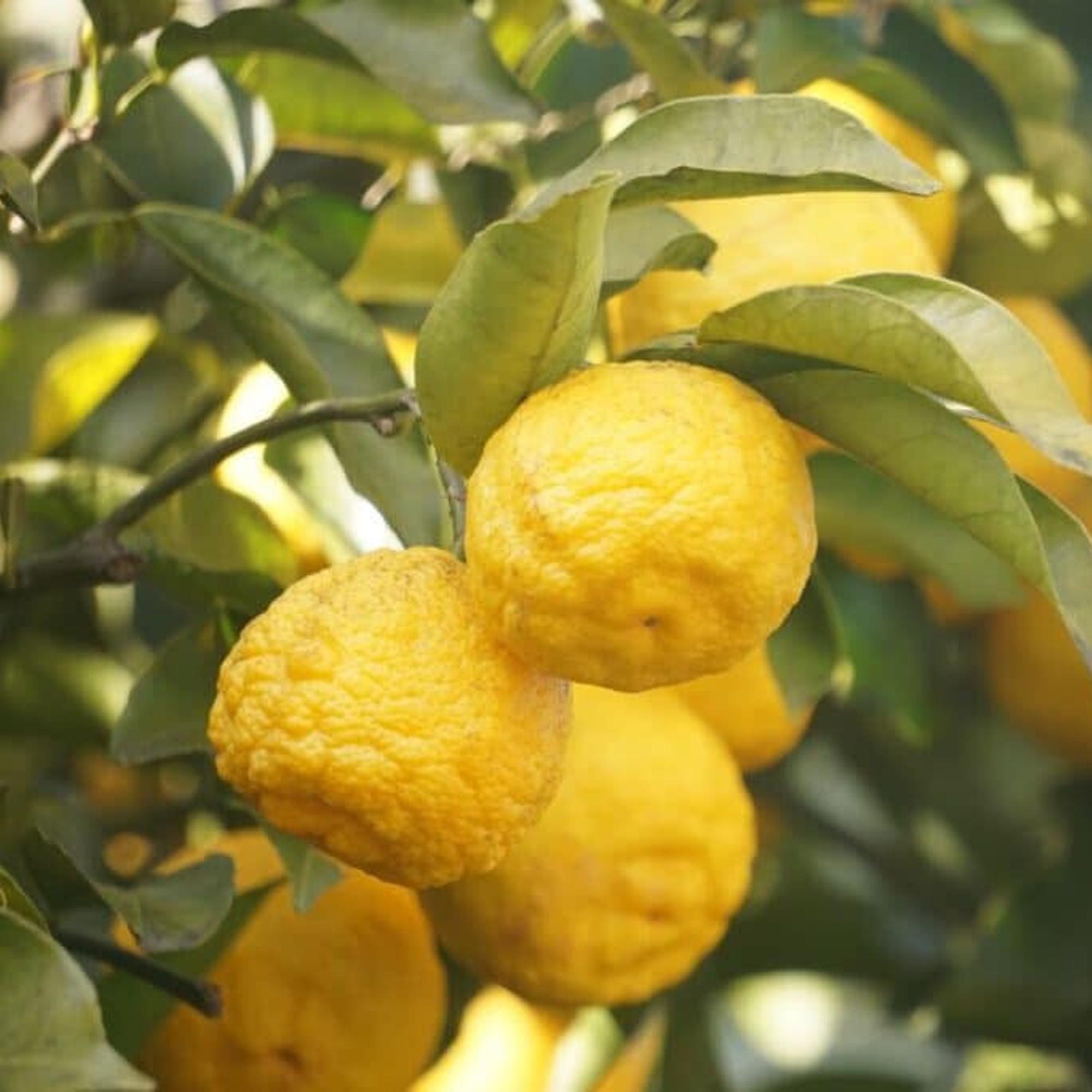 30 Fresh Yuzu Citrus Seeds | Special Japanese Lemon-lime Hybrid ...