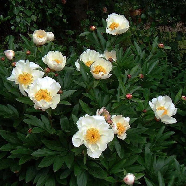 10+ Rare Seeds | Joker Peony – Two-tone Pink & White Blooms, Fragrant ...