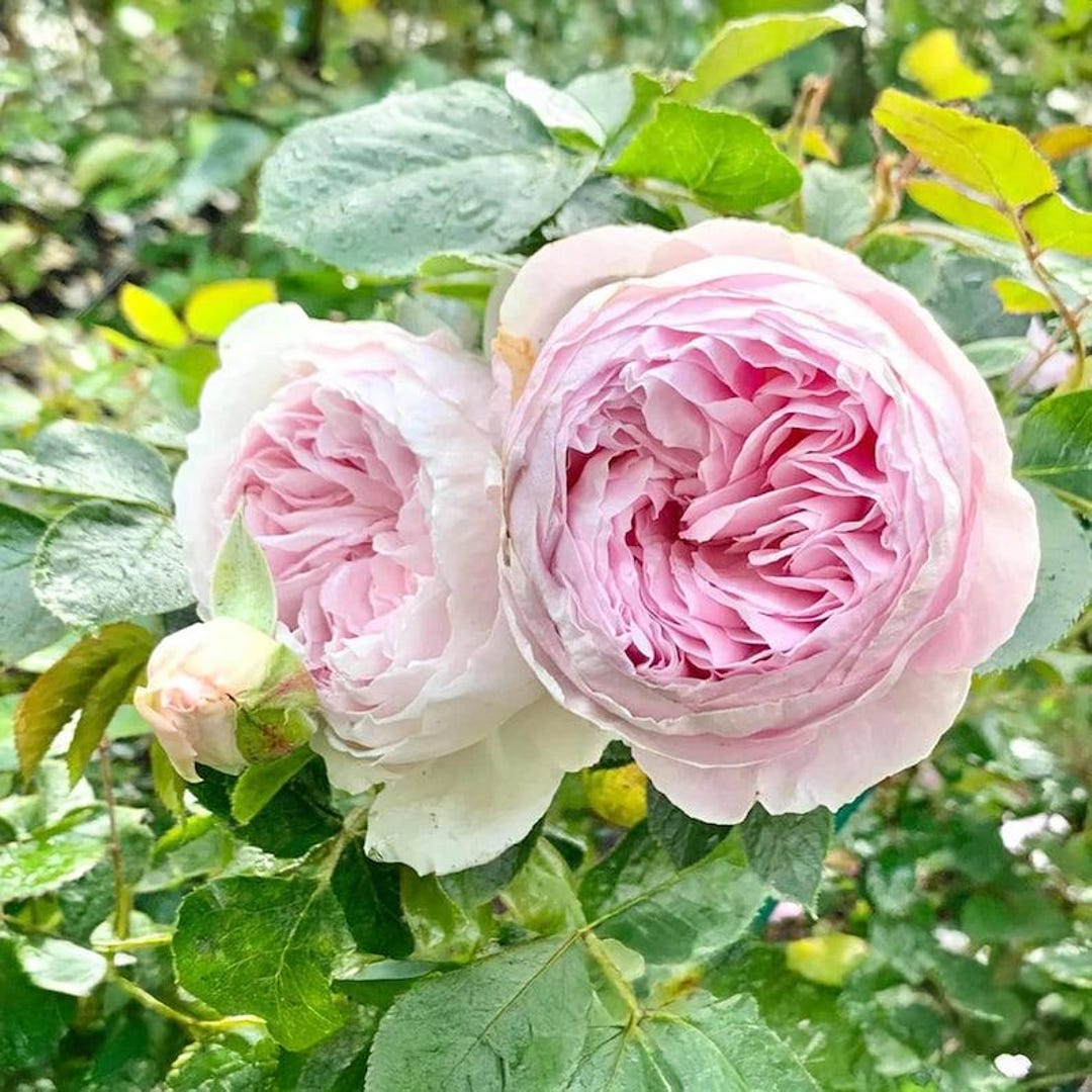 30 Earth Angel Rose Seeds, Romantic Pink Rose Bush, Fragrant Garden ...