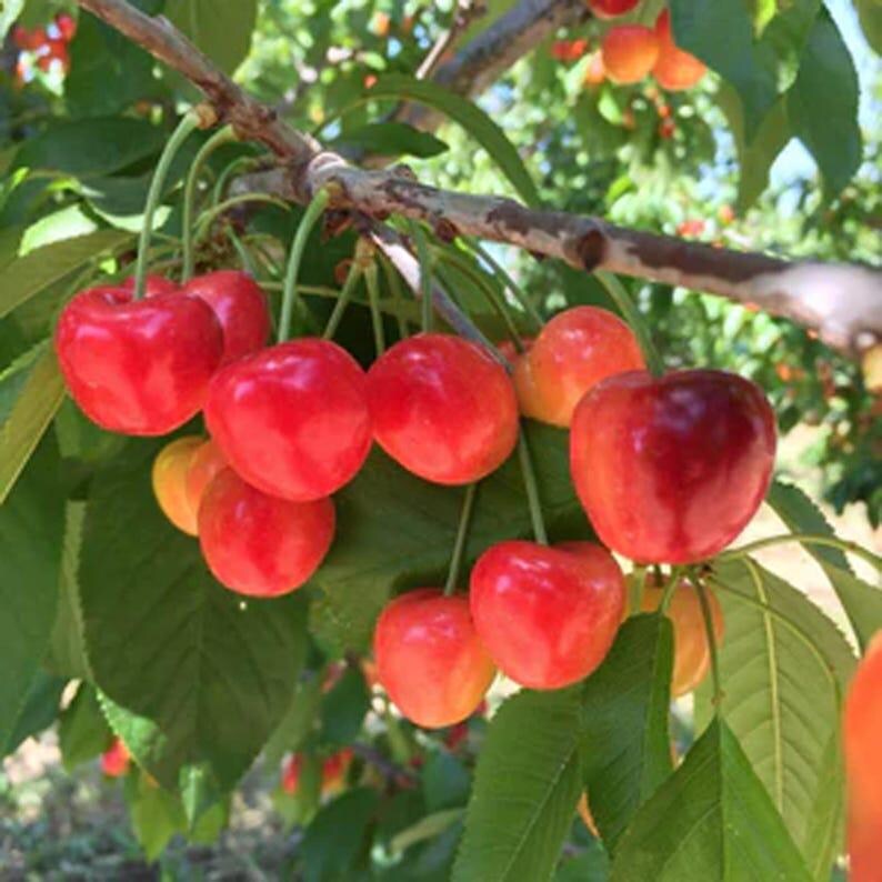5 Organic Rainier Cherry Seeds | Sweet Yellow-red Cherry Tree, Heirloom ...